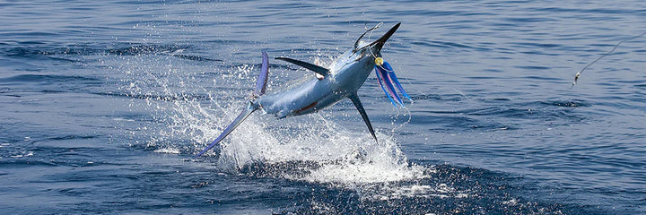 Shop by Species – Blackfin Rods