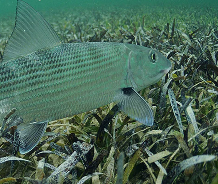 Bonefish – Blackfin Rods