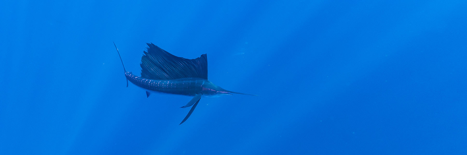 Billfish Rods – Blackfin Rods