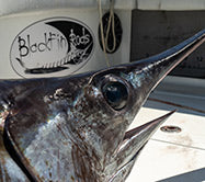 Swordfish – Blackfin Rods