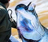 Tarpon Rods – Blackfin Rods