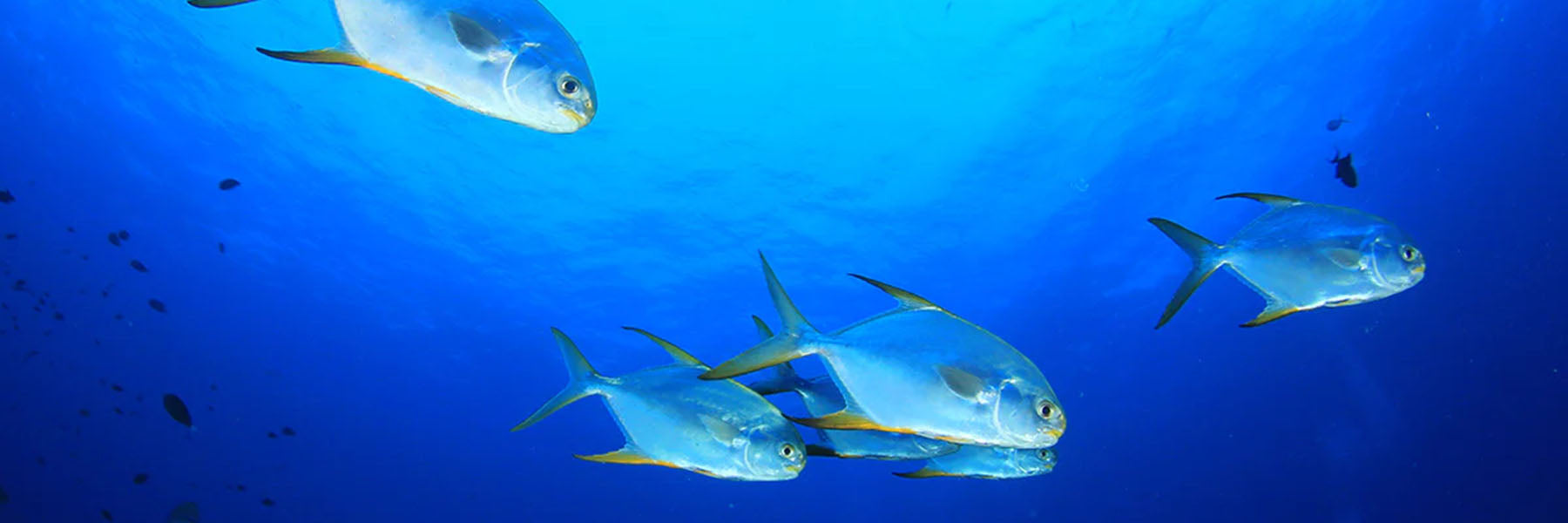 Pompano Rods – Blackfin Rods